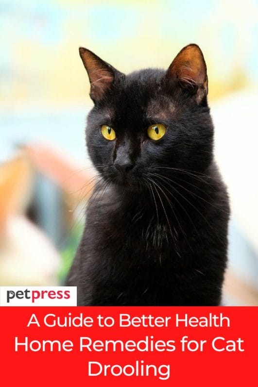 A Guide to Better Health: Home Remedies for Cat Drooling