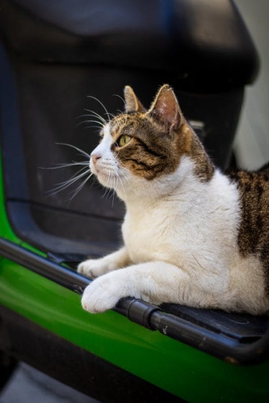 A Comprehensive Guide: 7 Home Remedies for Cat Scooting