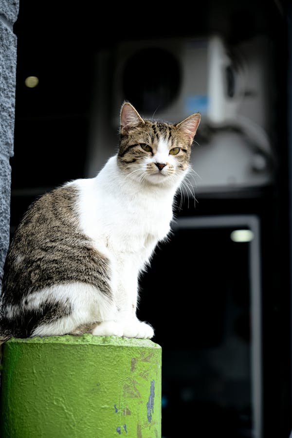 A Comprehensive Guide: 7 Home Remedies for Cat Scooting