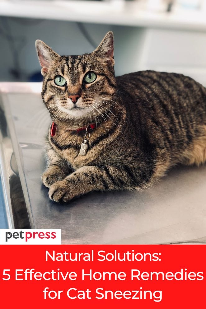 Natural Solutions: 5 Effective Home Remedies for Cat Sneezing