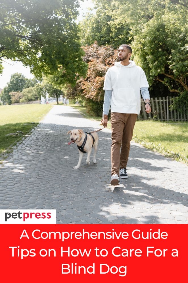 A Comprehensive Guide: Tips on How to Care For a Blind Dog