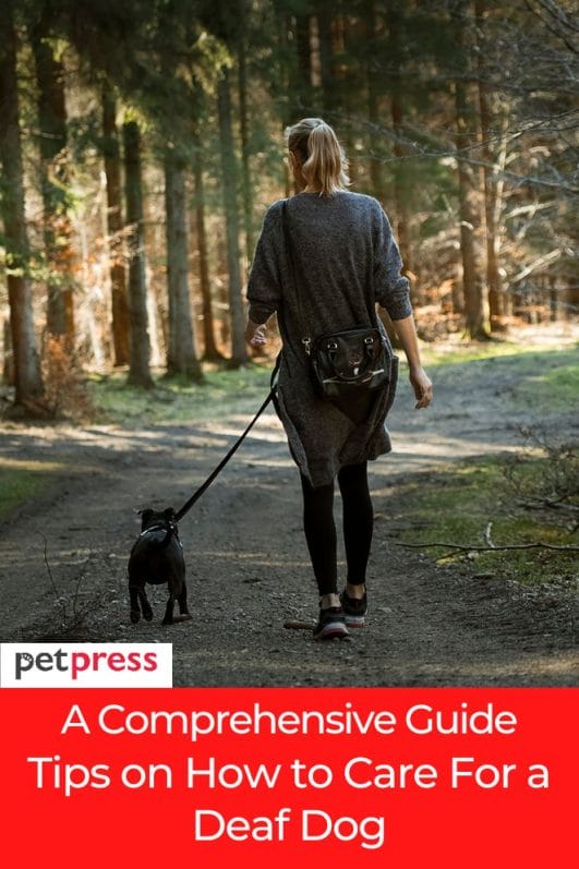 A Comprehensive Guide: Tips on How to Care For a Deaf Dog