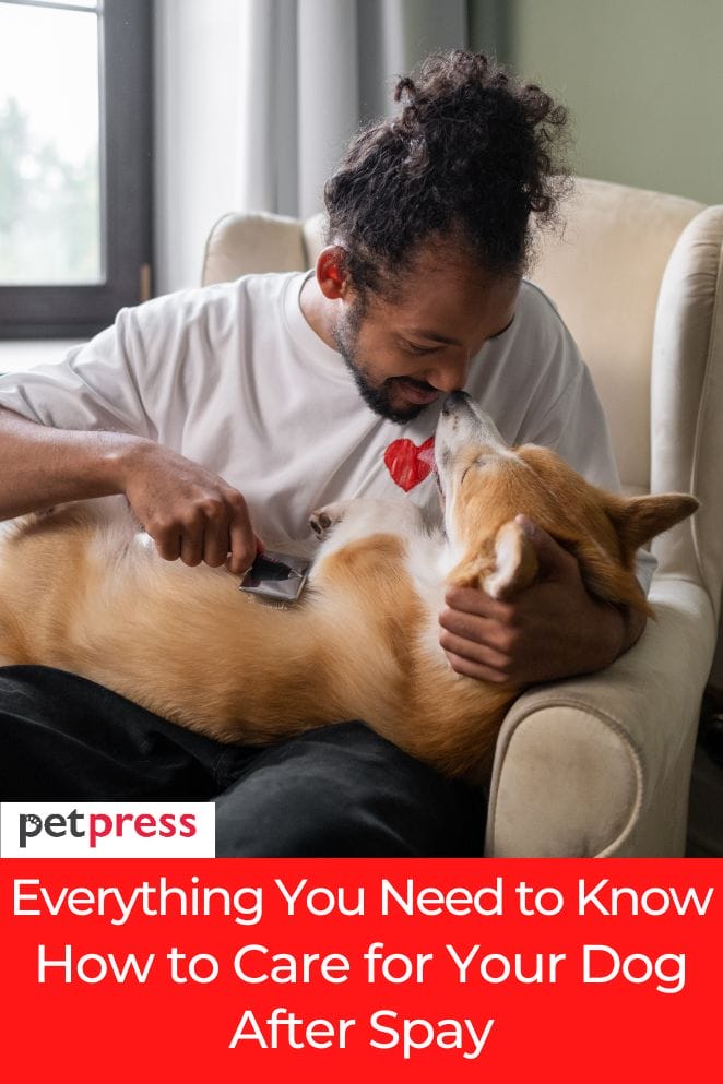 Everything You Need to Know: How to Care for Your Dog After Spay