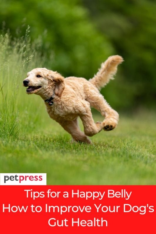 Tips for a Happy Belly: How to Improve Your Dog's Gut Health