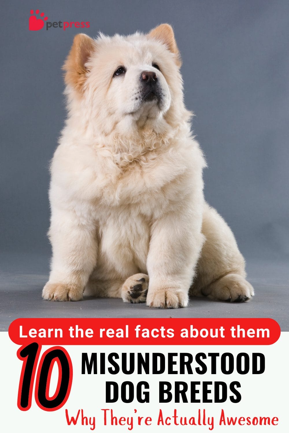 10 Most Misunderstood Dog Breeds and Why They’re Actually Awesome ...