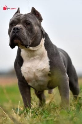 10 Most Misunderstood Dog Breeds and Why They’re Actually Awesome ...