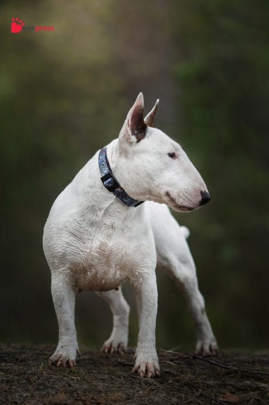 10 Most Misunderstood Dog Breeds and Why They’re Actually Awesome ...