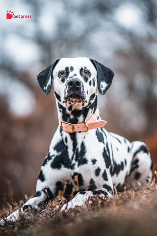 10 Most Misunderstood Dog Breeds and Why They’re Actually Awesome ...