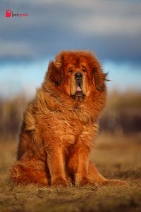 10 Most Misunderstood Dog Breeds and Why They’re Actually Awesome ...