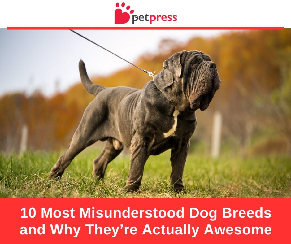 10 Most Misunderstood Dog Breeds and Why They’re Actually Awesome - PetPress