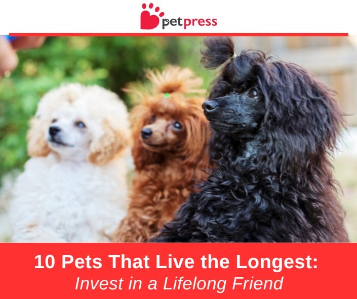 10 Pets That Live the Longest: Invest in a Lifelong Friend - PetPress