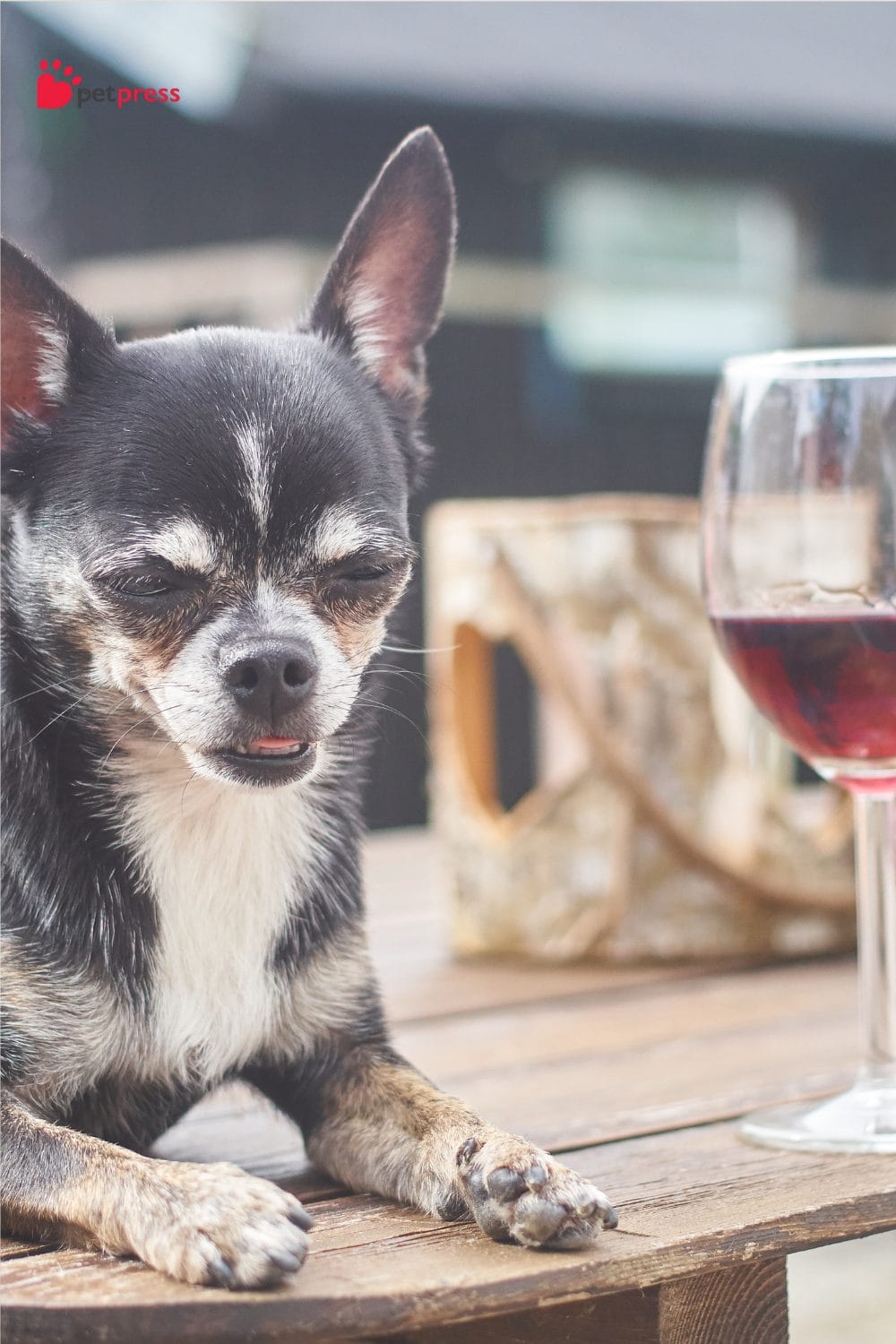 20 Crazy Pet Laws Around the World: What You Didn't Know - PetPress