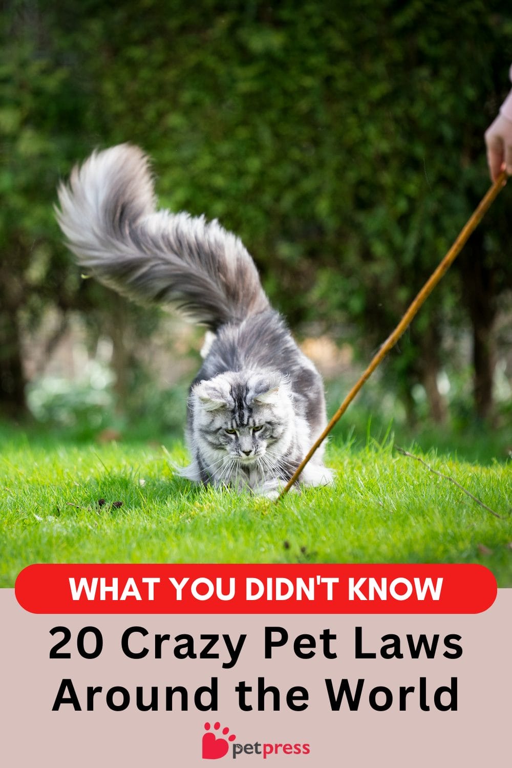 20 Crazy Pet Laws Around the World: What You Didn't Know - PetPress