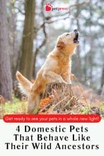 4 Domestic Pets That Behave Like Their Wild Ancestors - PetPress