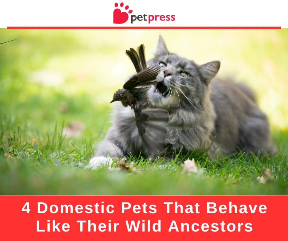 4 Domestic Pets That Behave Like Their Wild Ancestors - PetPress