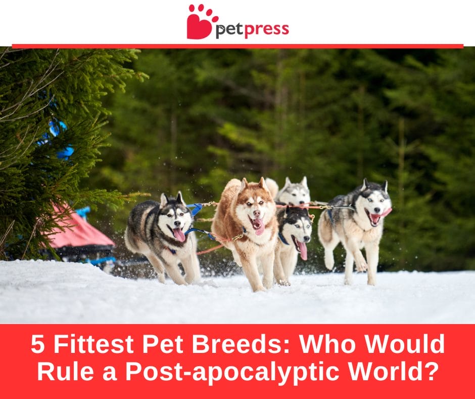 5 Fittest Pet Breeds: Who Would Rule a Post-apocalyptic World? - PetPress