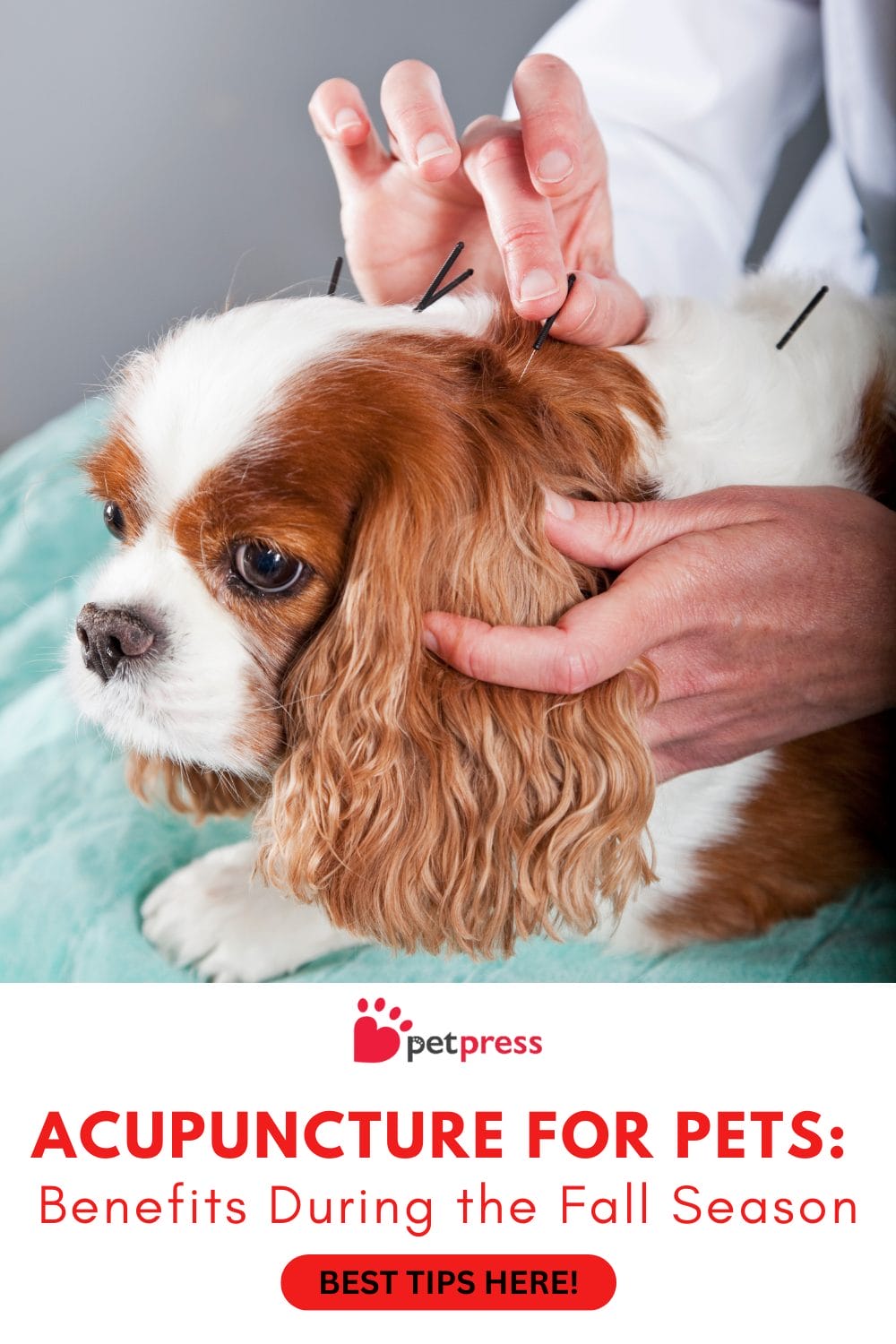 Acupuncture for Pets: Benefits During the Fall Season - PetPress