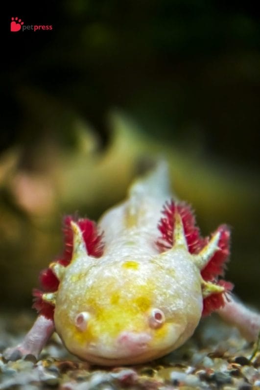 The World’s Most Exotic Pets and Where They’re Legal - PetPress