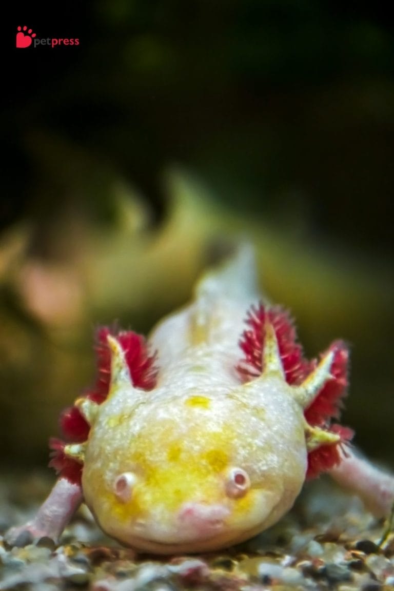 The World’s Most Exotic Pets and Where They’re Legal - PetPress