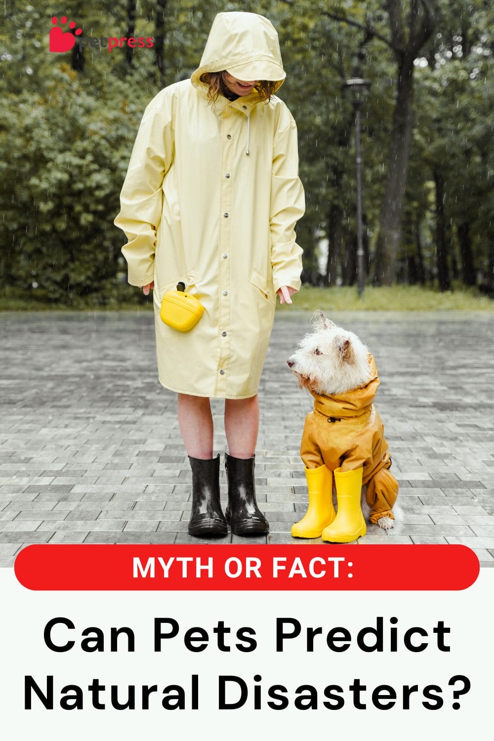 Myth or Fact: Can Pets Predict Natural Disasters? - PetPress