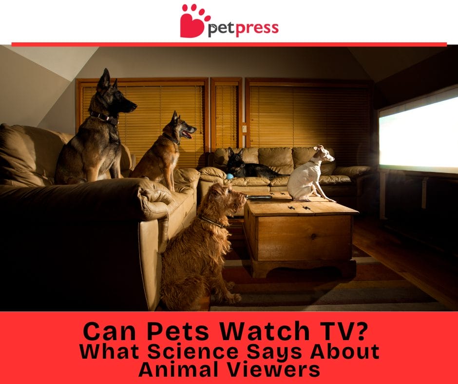 Can Pets Watch TV? What Science Says About Animal Viewers - PetPress