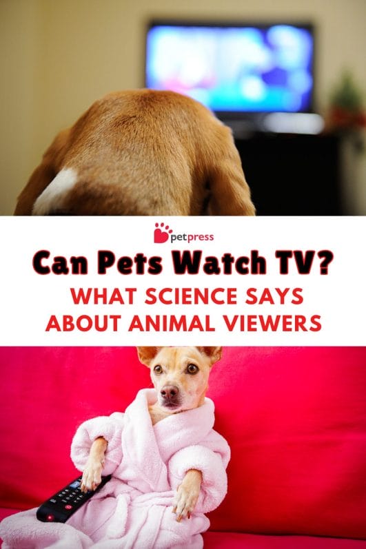 Can Pets Watch TV? What Science Says About Animal Viewers - PetPress