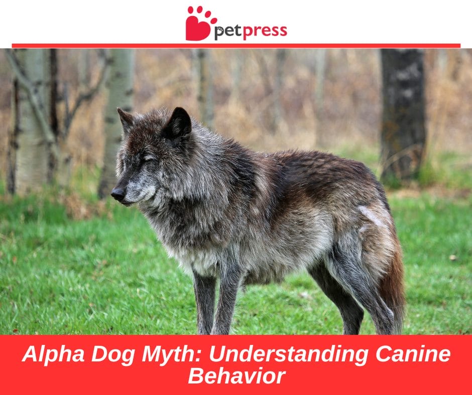 Alpha Dog Myth: Understanding Canine Behavior - PetPress