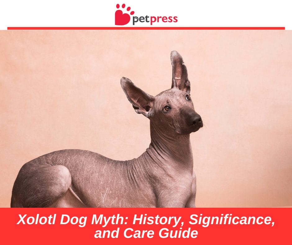Xolotl Dog Myth: History, Significance, and Care Guide - PetPress