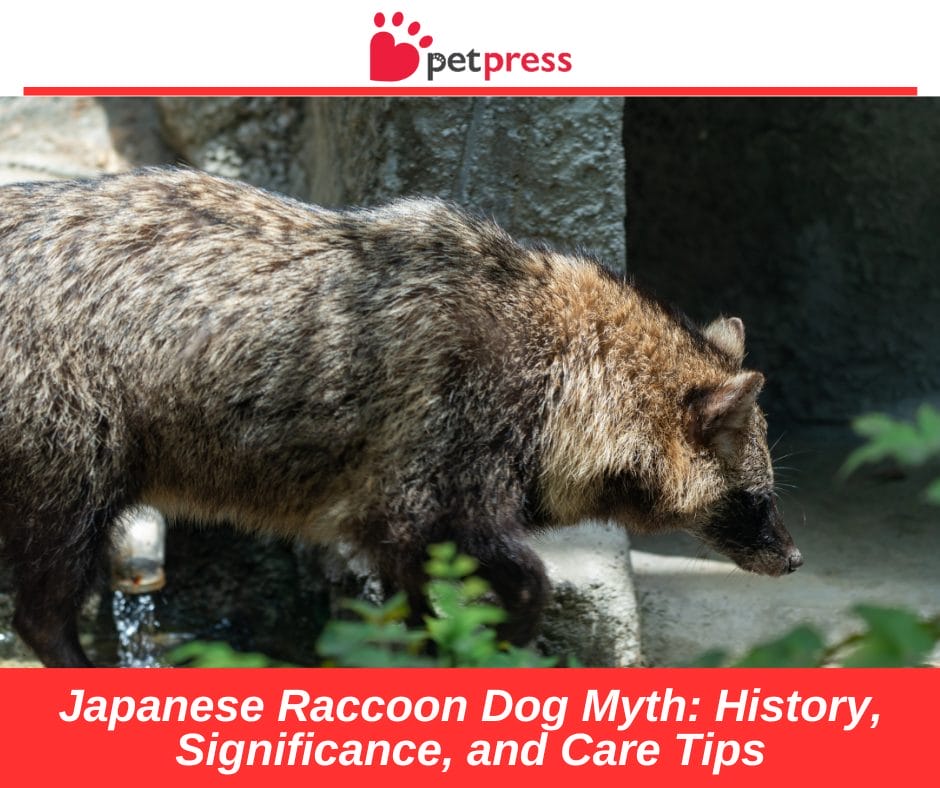 Japanese Raccoon Dog Myth: History, Significance, and Care Tips - PetPress