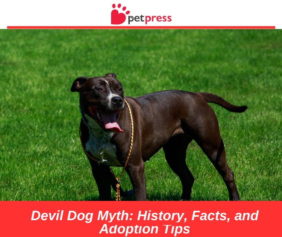 Devil Dog Myth: History, Facts, and Adoption Tips - PetPress