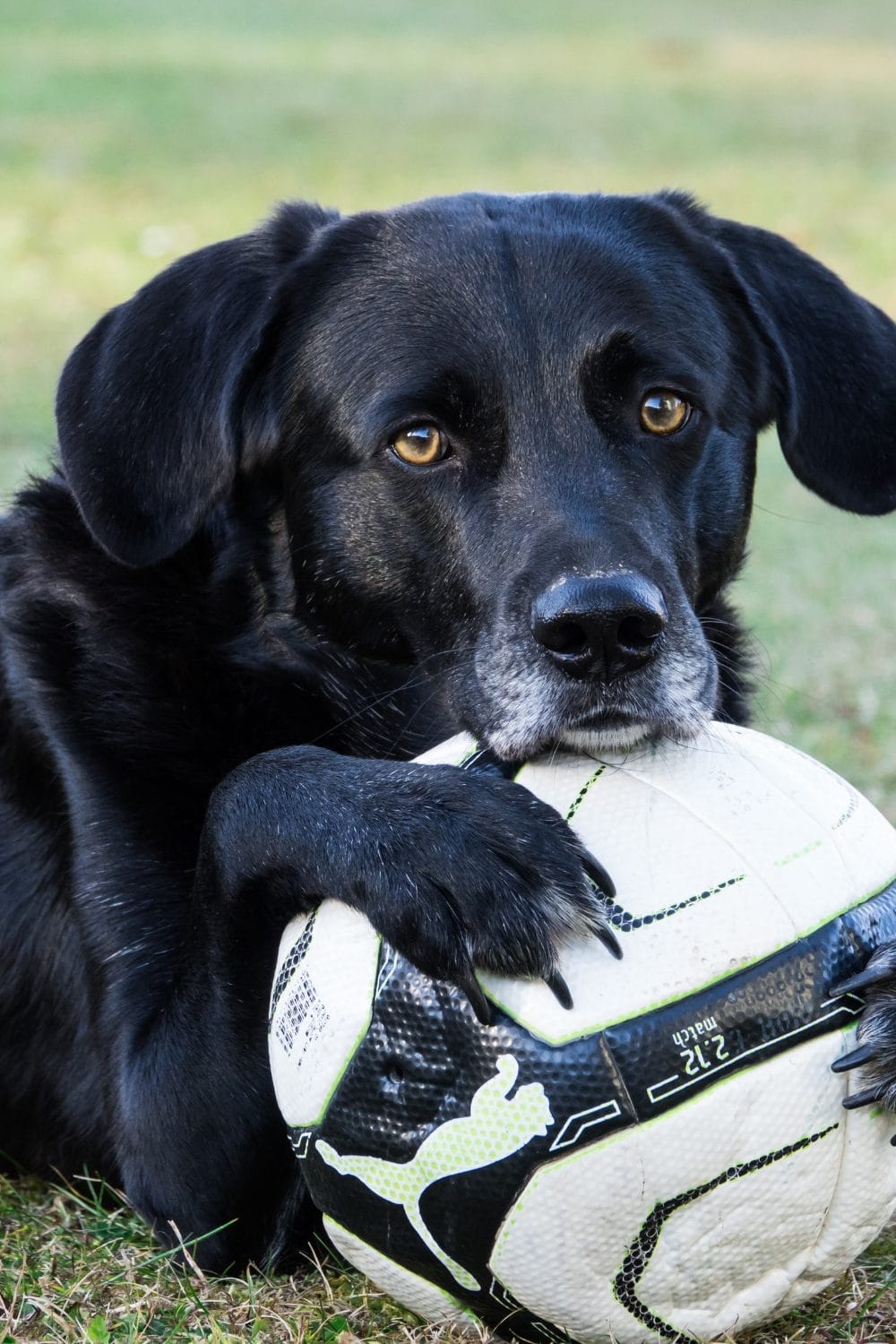 Black Dog Myth: Understanding Myths, Significance, and Care - PetPress