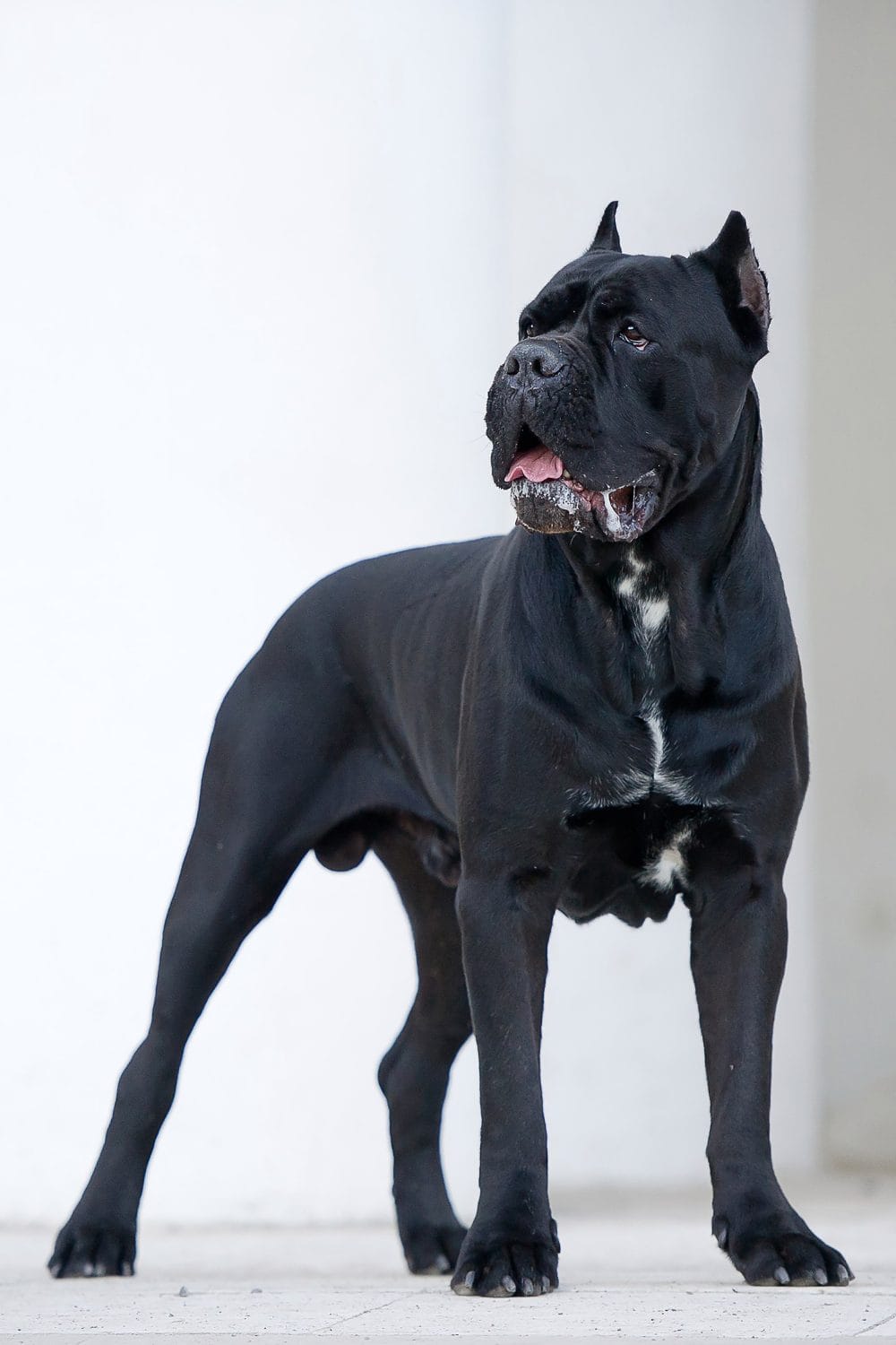 Black Dog Myth: Understanding Myths, Significance, and Care - PetPress