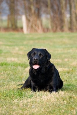 Black Dog Myth: Understanding Myths, Significance, and Care - PetPress