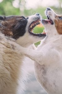 Bait Dog Myth: Unveiling the Facts and Dispelling Misconceptions - PetPress