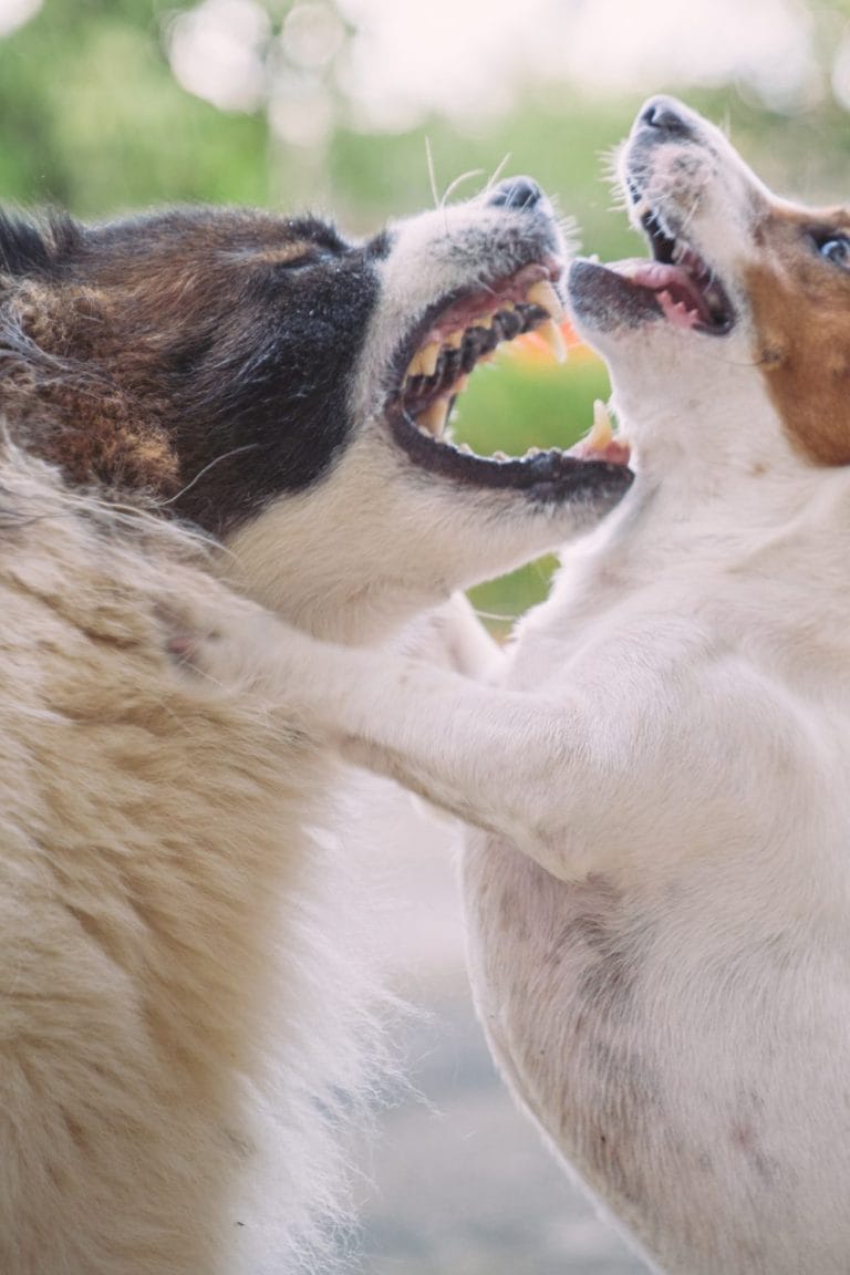 Bait Dog Myth: Unveiling the Facts and Dispelling Misconceptions - PetPress