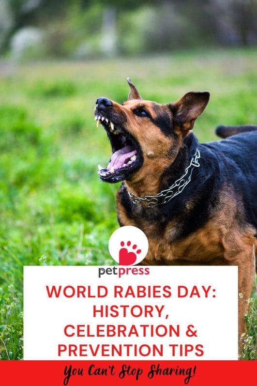 World Rabies Day: History, Celebration & Prevention Tips - PetPress