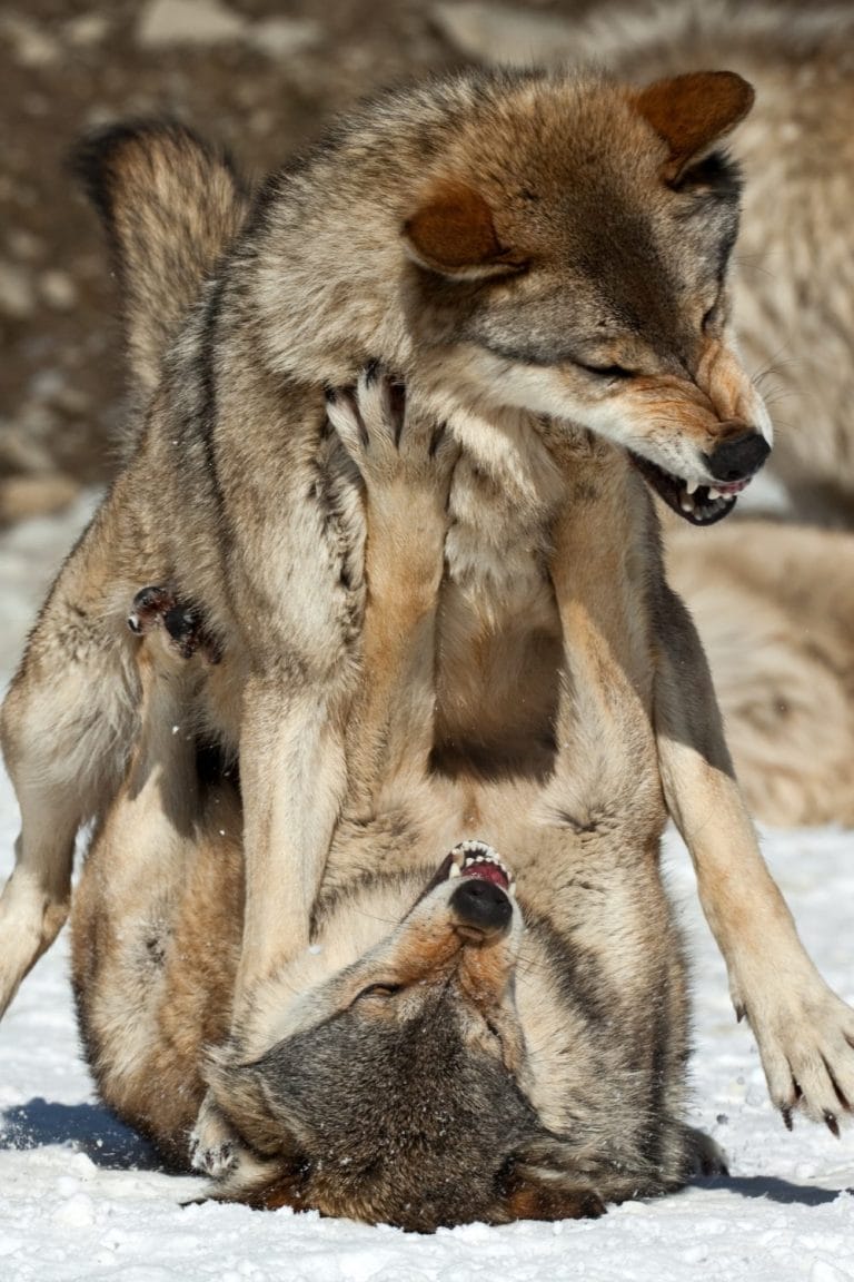 Bait Dog Myth: Unveiling the Facts and Dispelling Misconceptions - PetPress