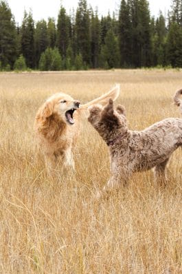 Bait Dog Myth: Unveiling the Facts and Dispelling Misconceptions - PetPress