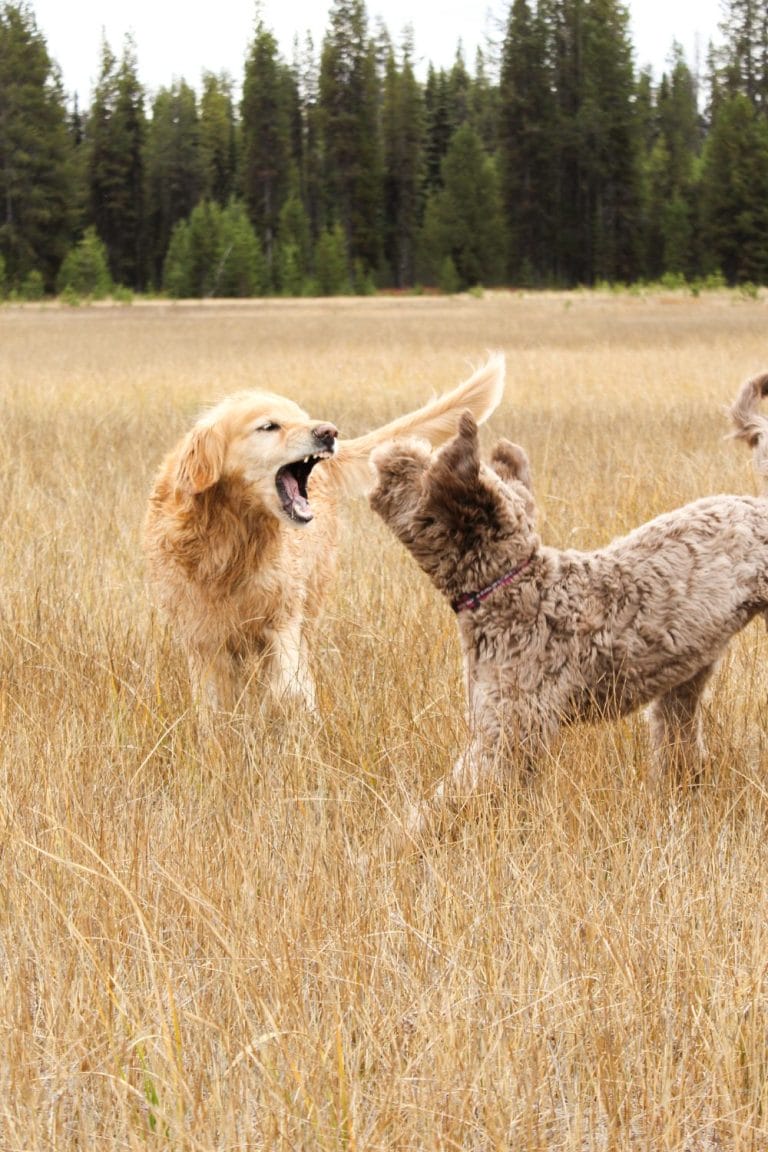 Bait Dog Myth: Unveiling the Facts and Dispelling Misconceptions - PetPress