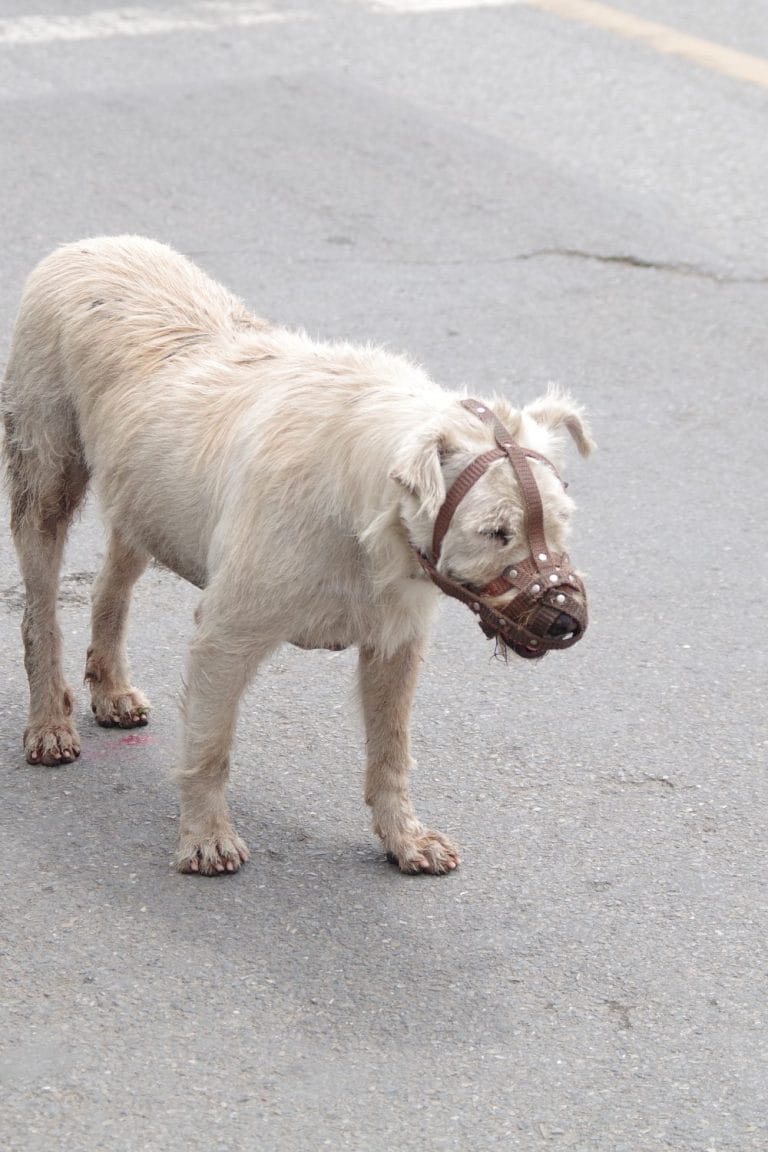 World Rabies Day: History, Celebration & Prevention Tips - PetPress