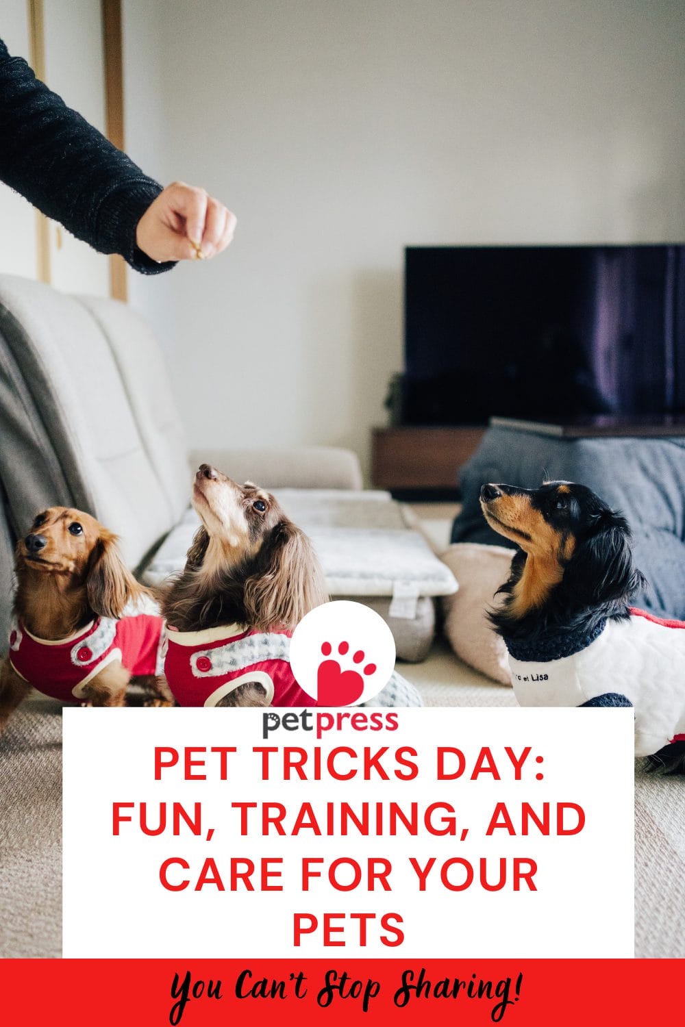 Pet Tricks Day: Fun, Training, and Care for Your Pets - PetPress