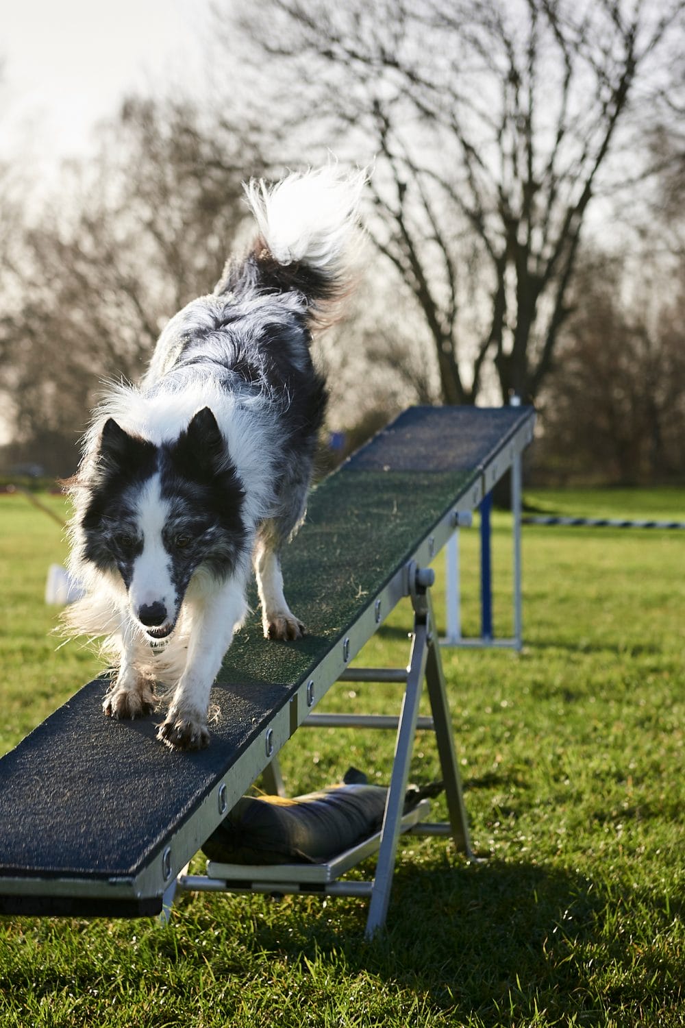 Pet Tricks Day: Fun, Training, and Care for Your Pets - PetPress