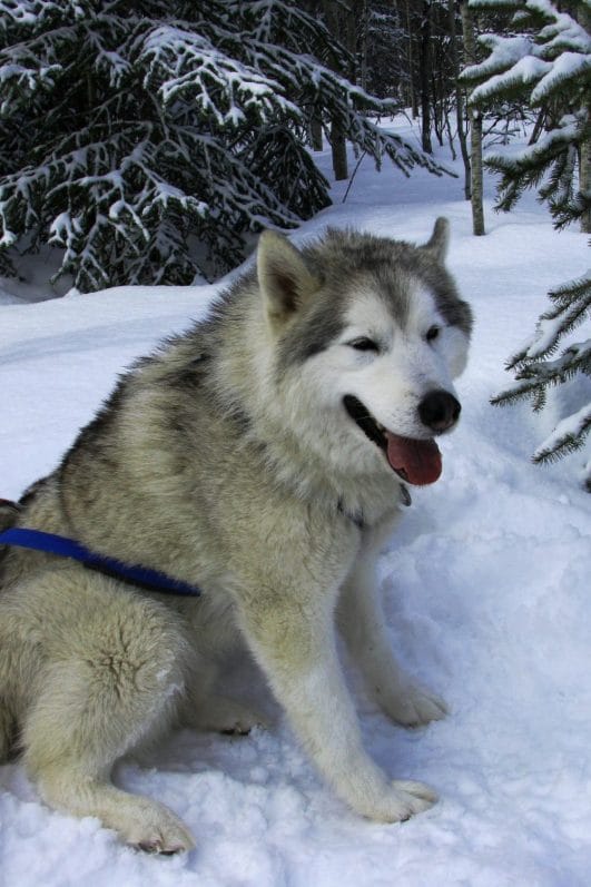 Alpha Dog Myth: Understanding Canine Behavior - PetPress