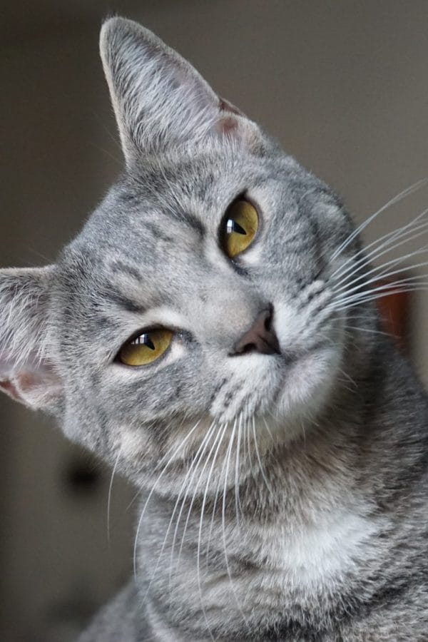 Pet Tricks Day: Fun, Training, and Care for Your Pets - PetPress