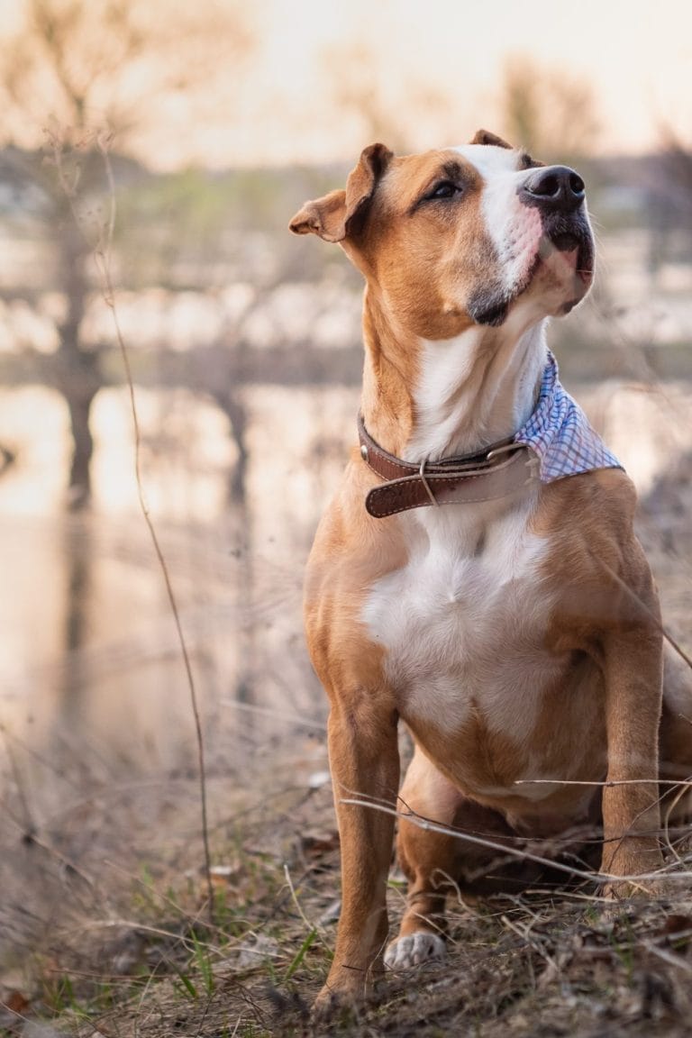 Alpha Dog Myth: Understanding Canine Behavior - PetPress