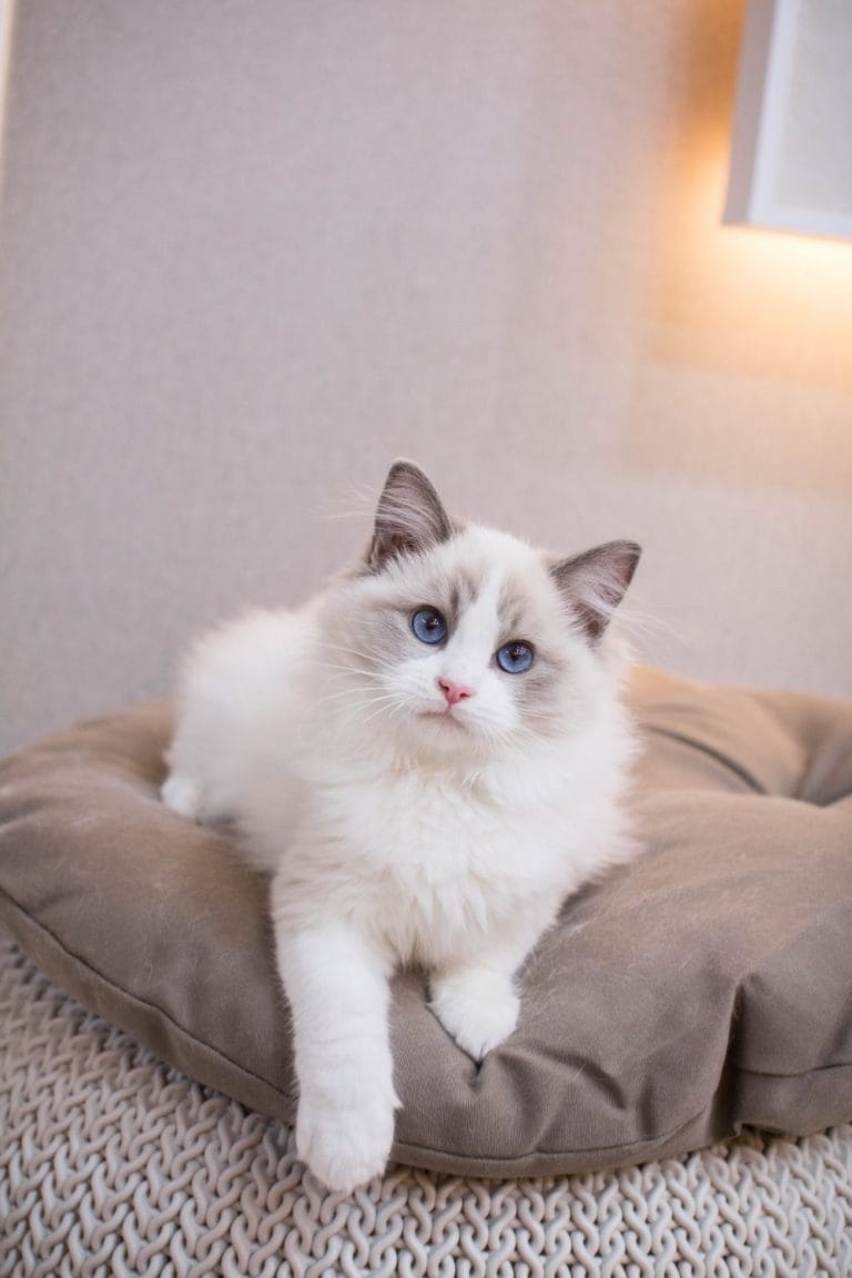 Pet Tricks Day: Fun, Training, and Care for Your Pets - PetPress