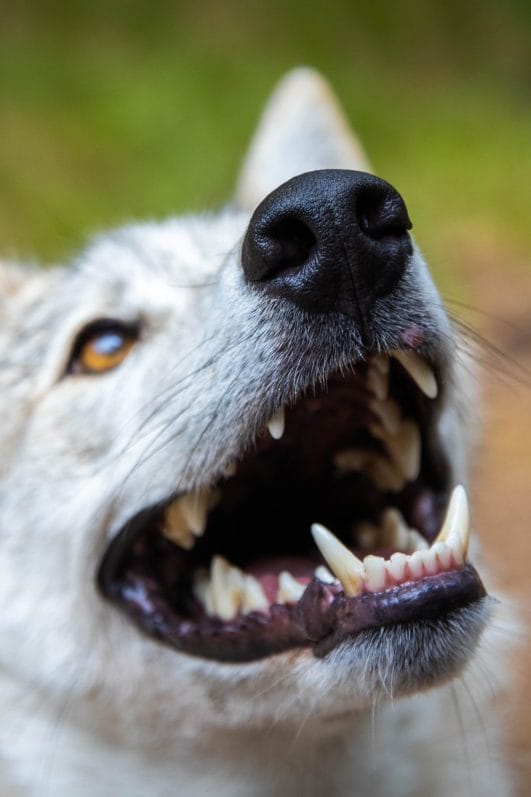 Alpha Dog Myth: Understanding Canine Behavior - PetPress