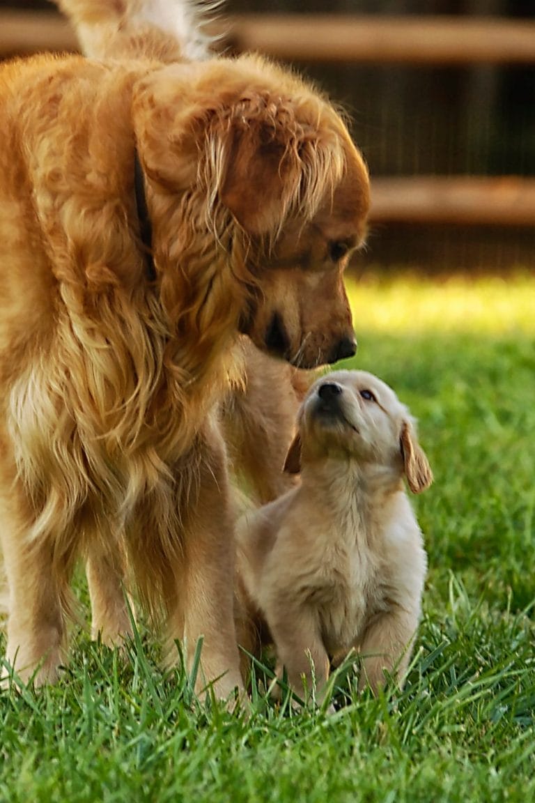 Alpha Dog Myth: Understanding Canine Behavior - PetPress