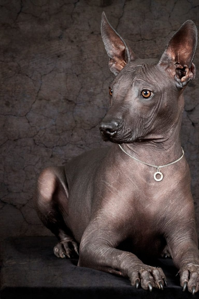 Xolotl Dog Myth: History, Significance, and Care Guide - PetPress