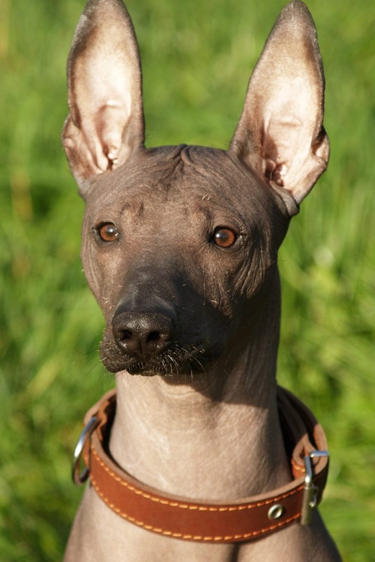 Xolotl Dog Myth: History, Significance, and Care Guide - PetPress